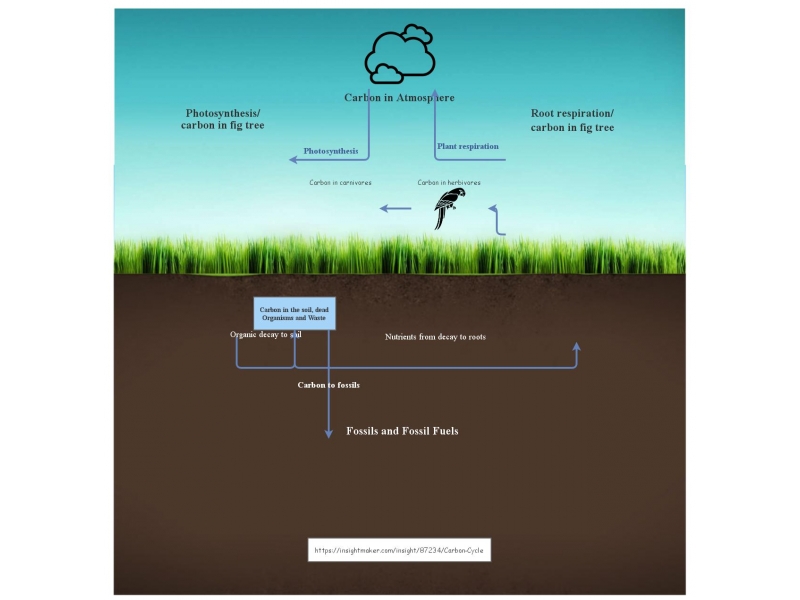 Carbon Cycle | Insight Maker