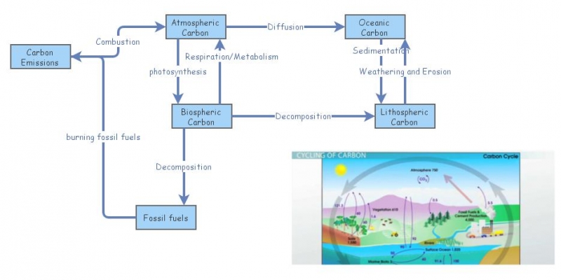Carbon Cycle | Insight Maker