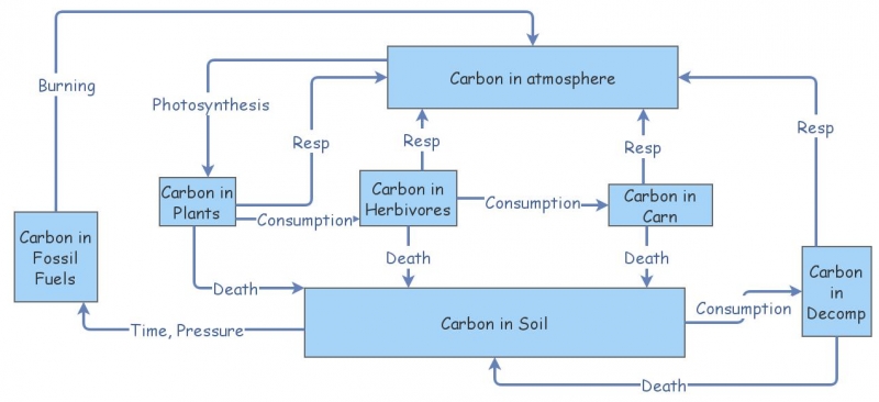 Carbon Cycle | Insight Maker