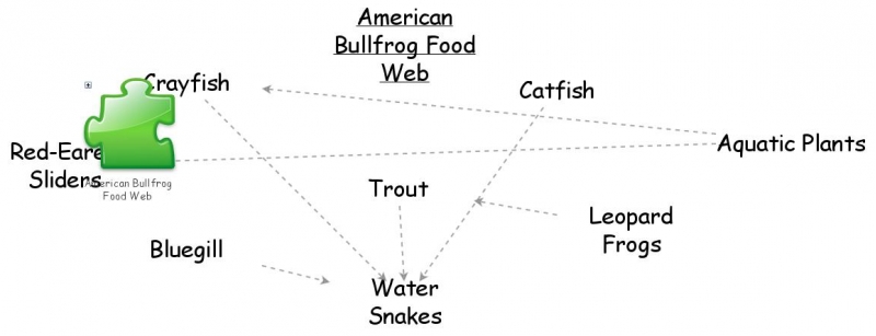 American Bullfrog Food Web | Insight Maker