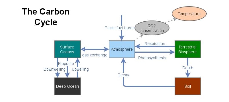 Clone of Global Carbon Cycle | Insight Maker