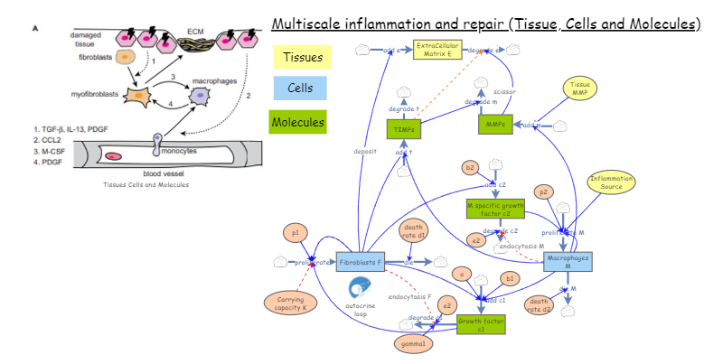 Multiscale integration of Inflammation and fibrosis 2 | Insight Maker