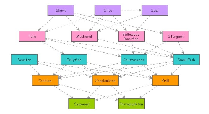 OCEAN FOOD WEB | Insight Maker