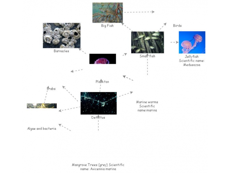 Mangrove Foodweb | Insight Maker