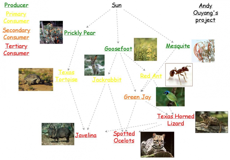 Andy Ouyang's food web | Insight Maker