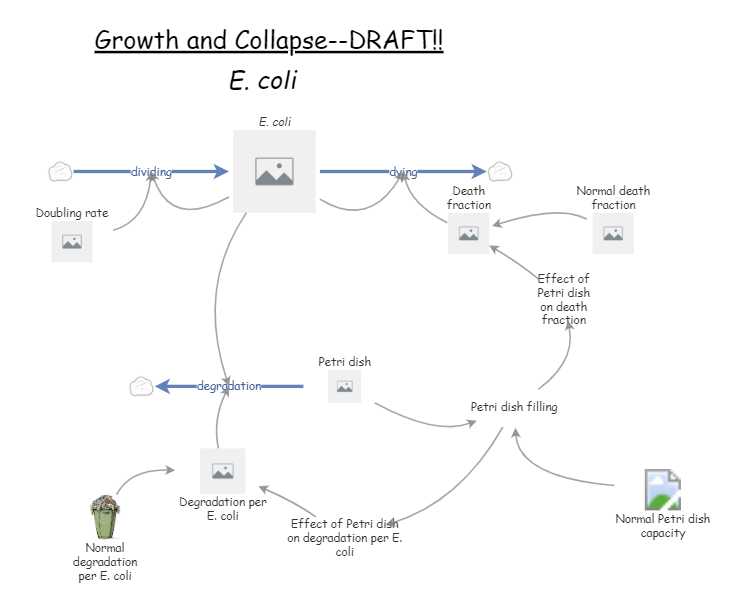 Clone of E coli life cycle model | Insight Maker