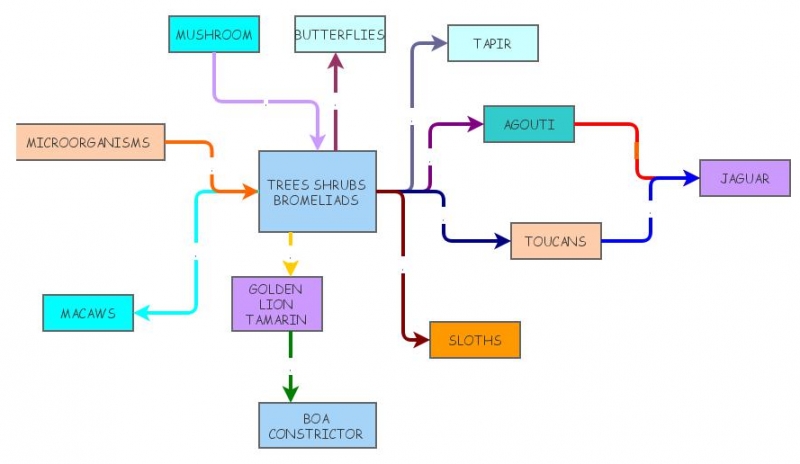 AMAZON RAINFOREST | Insight Maker