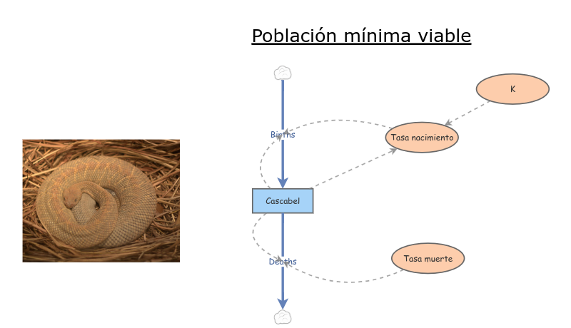 Clone of Estima de la población mínima viable (MVP) | Insight Maker