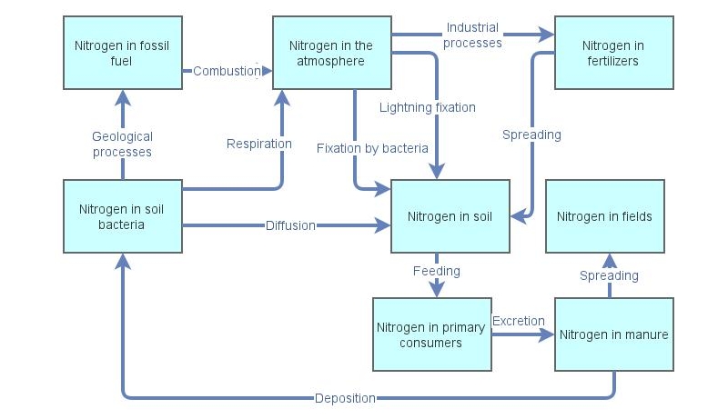 Nitrogen Cycle | Insight Maker