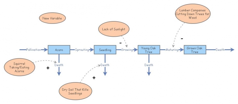 Oak Tree Life Cycle | Insight Maker