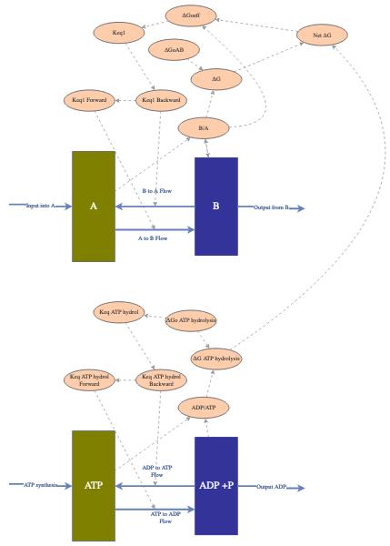 Biol 205 Simulation of coupling ATP hydrolysis | Insight Maker Biol 205 Simulation of coupling ATP hydrolysis | Insight Maker
