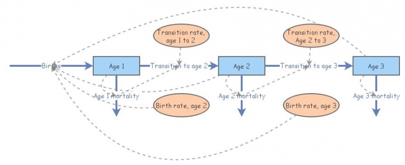 Exercise 3: age-structured models | Insight Maker