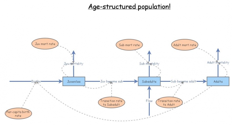 Age-structured population sandbox | Insight Maker