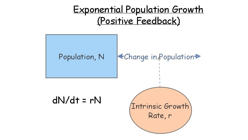 Population Dynamics - Exponential Growth | Insight Maker
