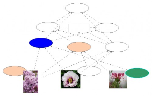 Garden Food Web | Insight Maker