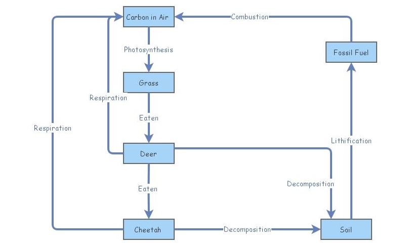 Carbon stock and flow model | Insight Maker