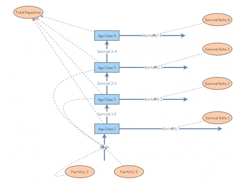 Age-structured population model - koalas | Insight Maker