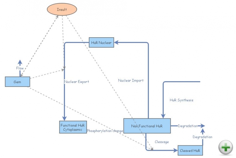 HuR simulation 2 | Insight Maker