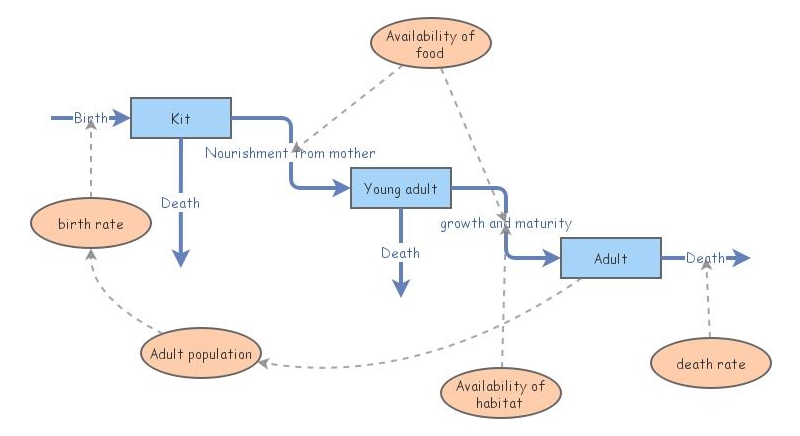 Rabbit life cycle | Insight Maker