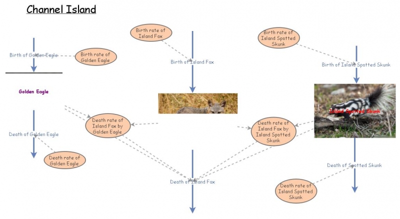 Final Project - Channel Island Fox | Insight Maker
