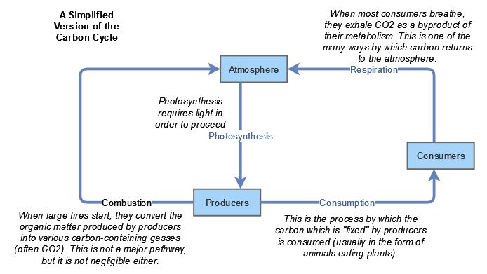 c cycle | Insight Maker