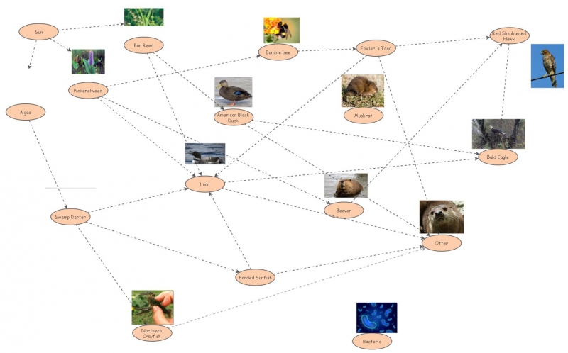 Rachel Felder- Food Web | Insight Maker