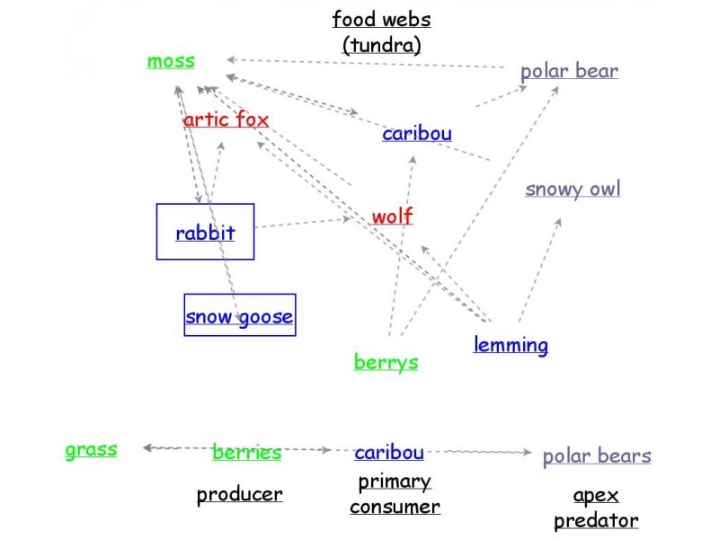 food web | Insight Maker