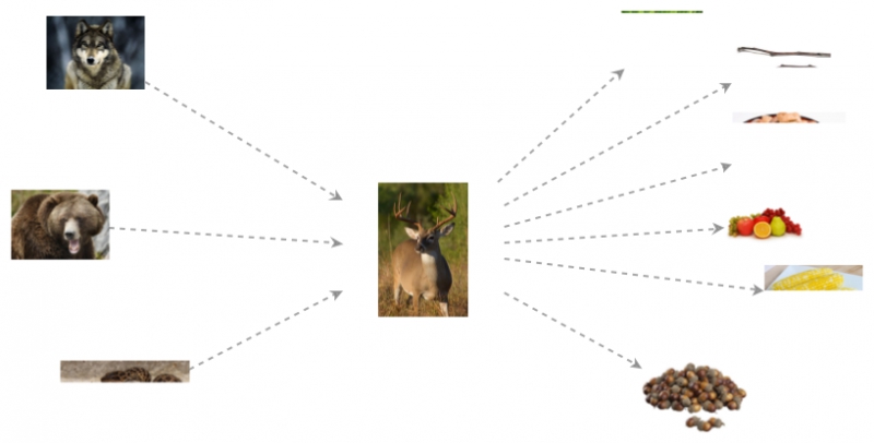 deer | Insight Maker