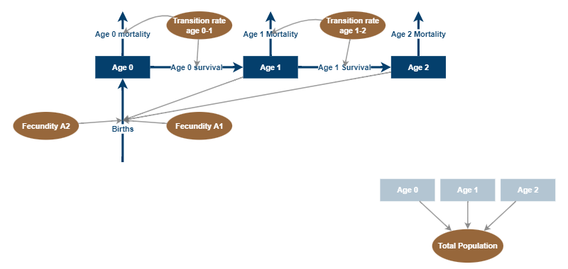 age-structure population | Insight Maker