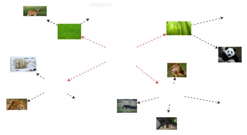 Food Web | Insight Maker