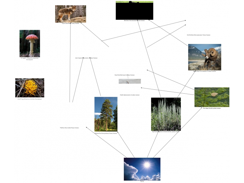 Estes National Park - Food Web | Insight Maker