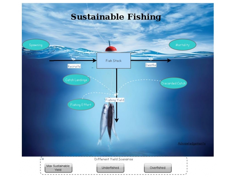 Stage 3 - Sustainable Fishing Model | Insight Maker