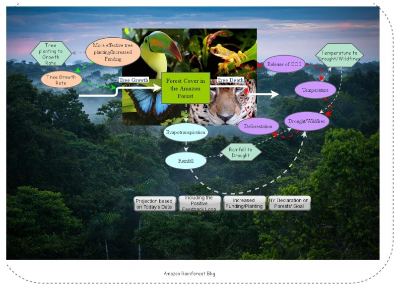 Final Stage: Is the Amazon Rainforest Sustainable? | Insight Maker