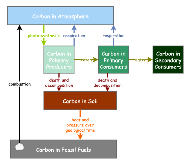 carbon cycle | Insight Maker