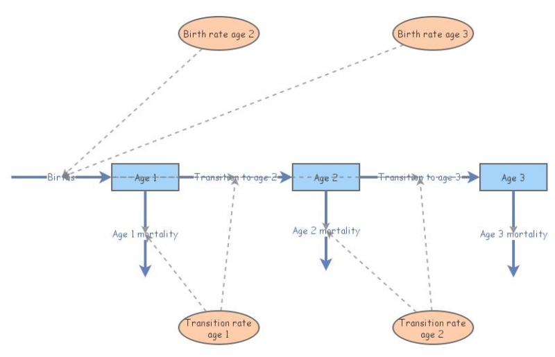 Age structured model exercise 3 | Insight Maker