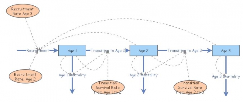Week 4 HW Exercise 3 Age Structured Model | Insight Maker