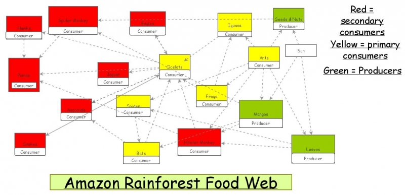 Clone of Amazon Food Web | Insight Maker