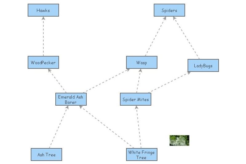 food web | Insight Maker