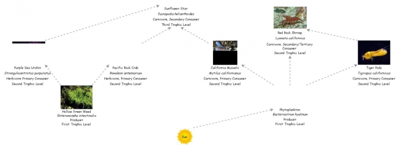 Tidal Pool Food Web | Insight Maker