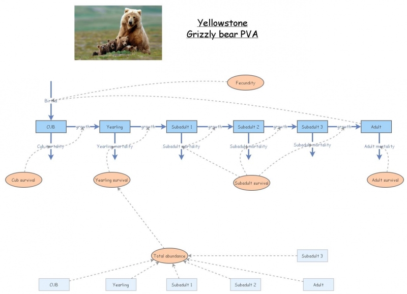Yellowstone Grizzlies PVA | Insight Maker