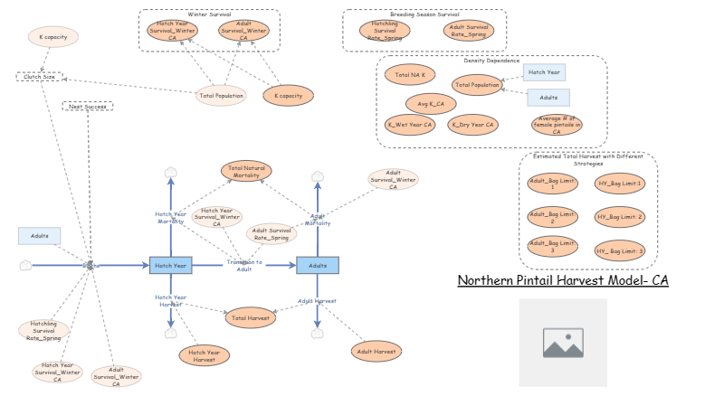 Northern Pintail Harvest Model-CA | Insight Maker