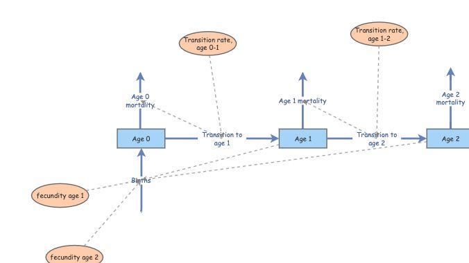 Clone of Clone of Stage-structured population | Insight Maker