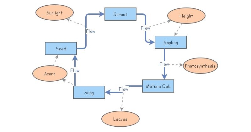 Lifecycle of an Oak Tree | Insight Maker