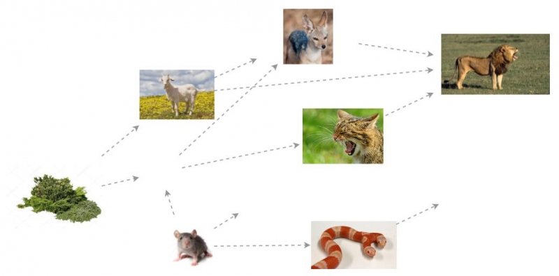 Food Web Project By Patrick Smith | Insight Maker