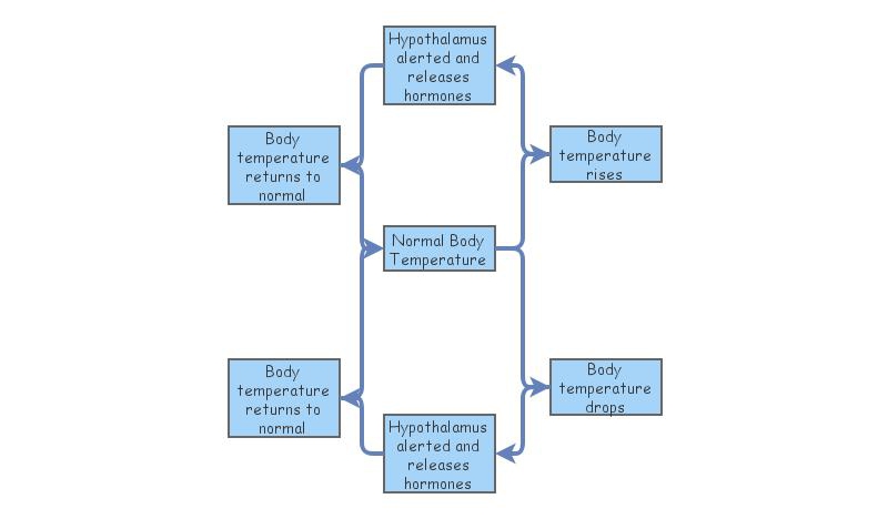 Body Temperature Regulation | Insight Maker