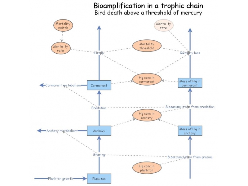 Bioamplification of mercury in a marine system | Insight Maker
