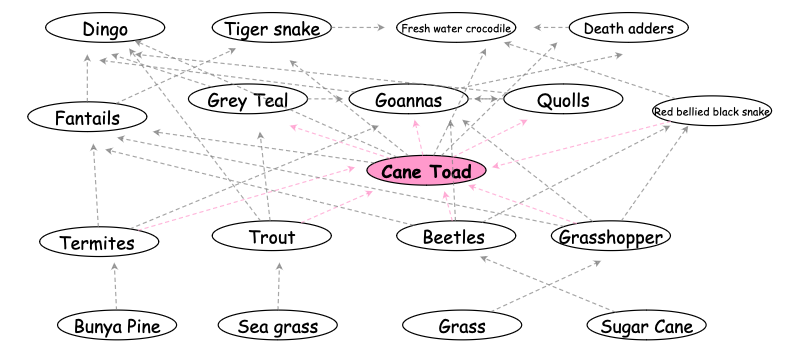 Cane toad food web | Insight Maker