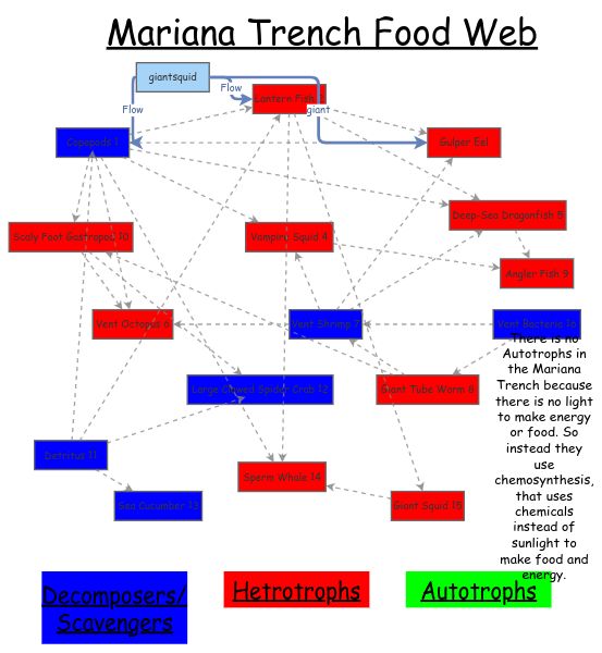 Clone of Mariana Trench Food Web | Insight Maker