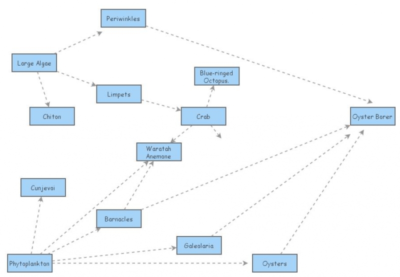 Rock Platform Food Web | Insight Maker