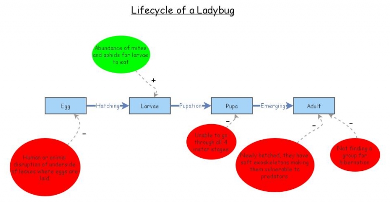 Lifecycle of a Ladybug Systems Test 1 | Insight Maker